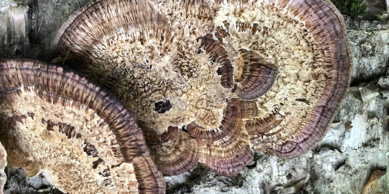 Fungi exhibition at Het Nieuwe Instituut explores design and decay ...